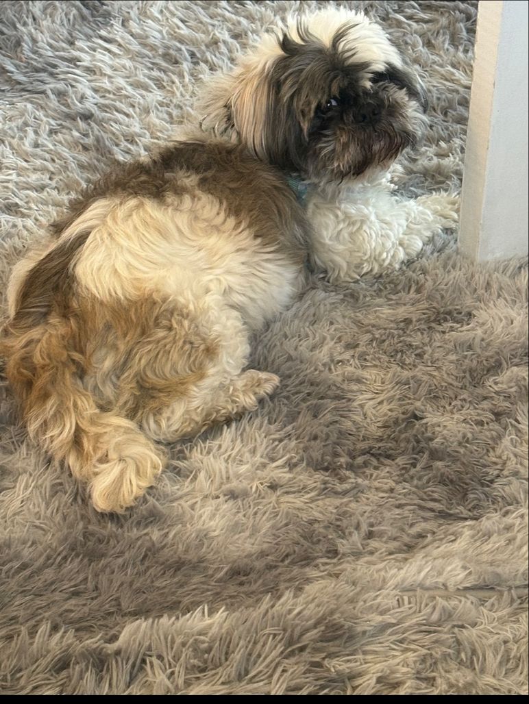 Pet FBI Report ID #713862 for a LOST DOG | Pet FBI Pets Found By Internet