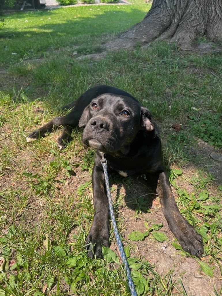 Pet FBI Report ID #715031 for a LOST DOG | Pet FBI Pets Found By Internet