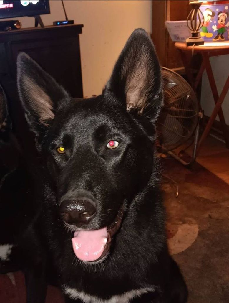 Pet FBI Report ID #716030 for a LOST DOG | Pet FBI Pets Found By Internet