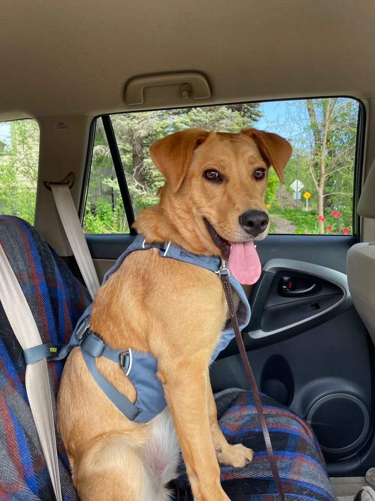 Pet FBI Report ID #716277 for a LOST DOG | Pet FBI Pets Found By Internet