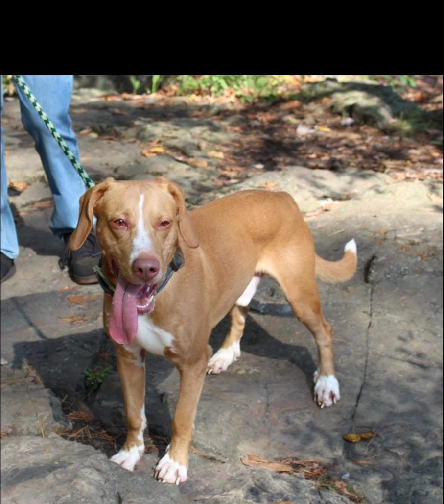 Pet FBI Report ID #716775 for a LOST DOG | Pet FBI Pets Found By Internet