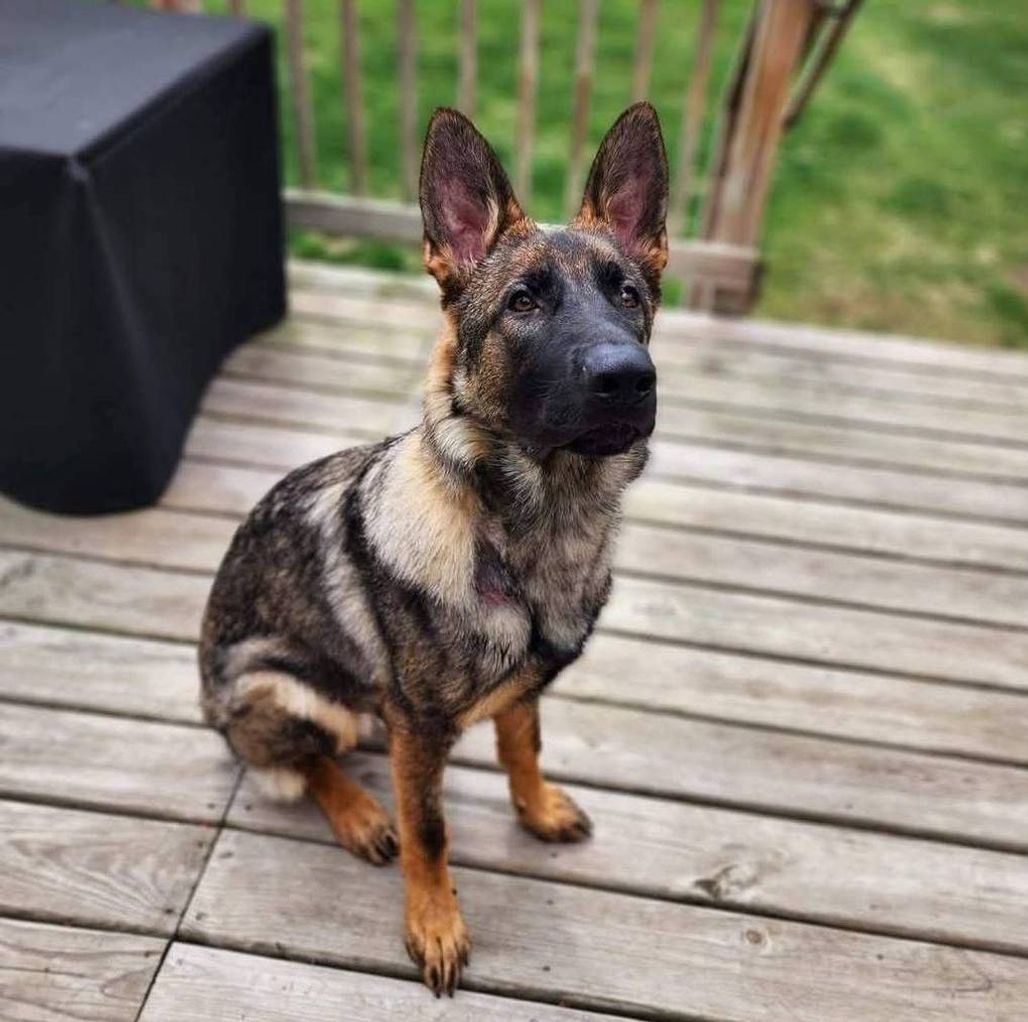 Pet FBI Report ID #717095 for a LOST DOG | Pet FBI Pets Found By Internet