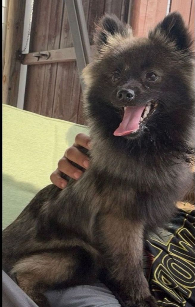 Pet FBI Report ID #718760 for a LOST DOG | Pet FBI Pets Found By Internet