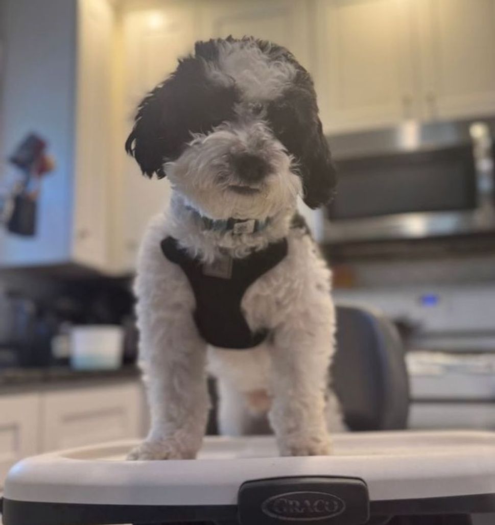 Pet FBI Report ID #719849 for a LOST DOG | Pet FBI Pets Found By Internet