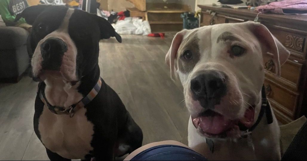 Pet FBI Report ID #719854 for a LOST DOG | Pet FBI Pets Found By Internet