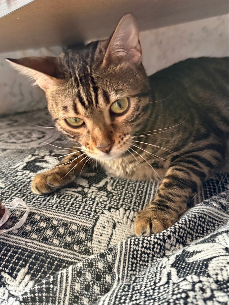 Pet FBI Report ID #720650 for a LOST CAT | Pet FBI Pets Found By Internet