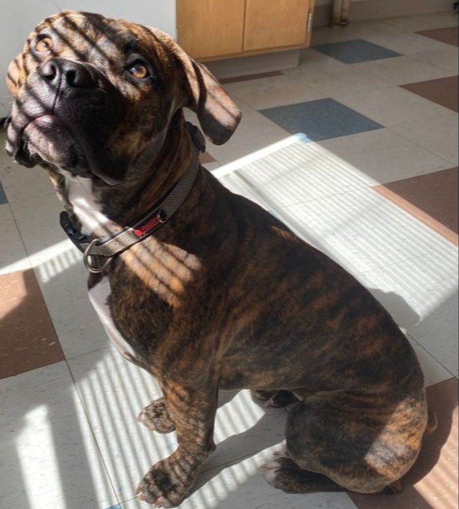 Pet FBI Report ID #720964 for a LOST DOG | Pet FBI Pets Found By Internet