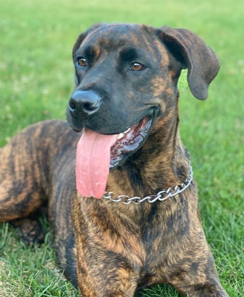 Pet FBI Report ID #721934 for a LOST DOG | Pet FBI Pets Found By Internet