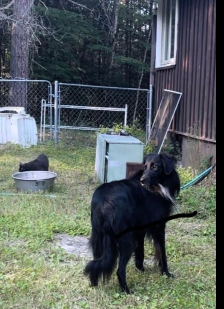 Pet FBI Report ID #722608 for a LOST DOG | Pet FBI Pets Found By Internet