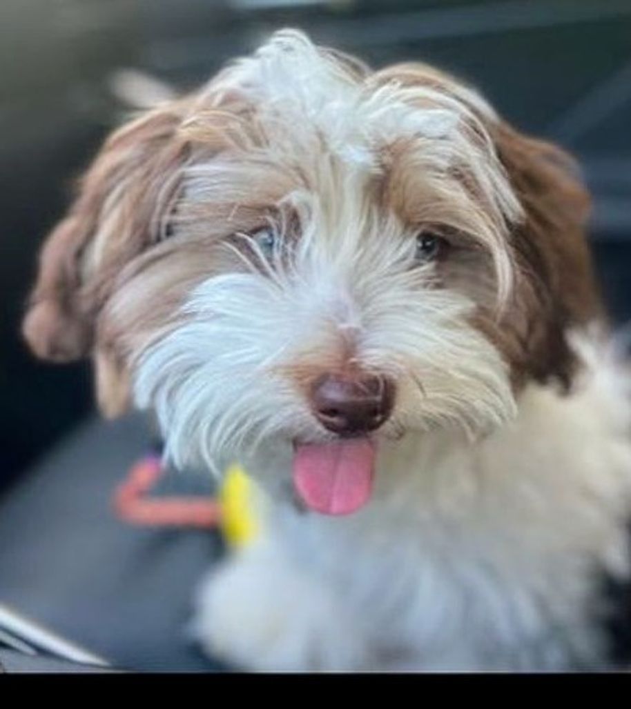 Pet FBI Report ID #724073 for a LOST DOG | Pet FBI Pets Found By Internet