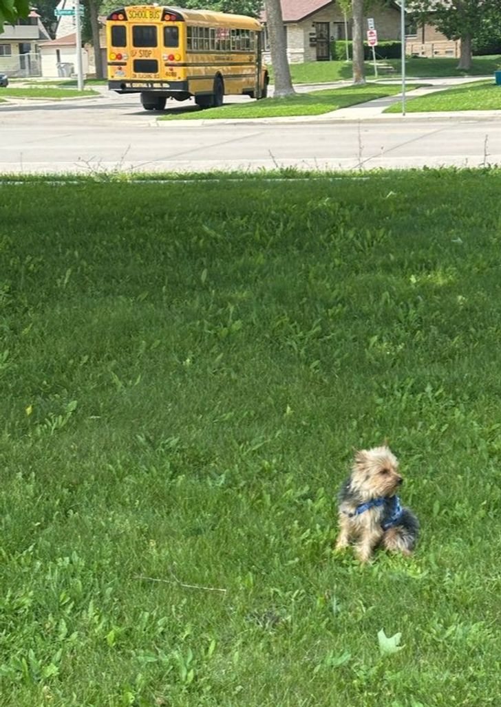 Pet FBI Report ID #724649 for a LOST DOG | Pet FBI Pets Found By Internet