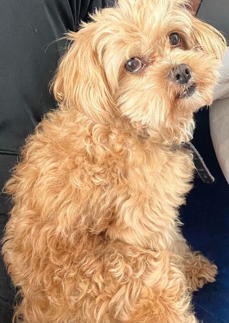 Pet FBI Report ID #726517 for a LOST DOG | Pet FBI Pets Found By Internet