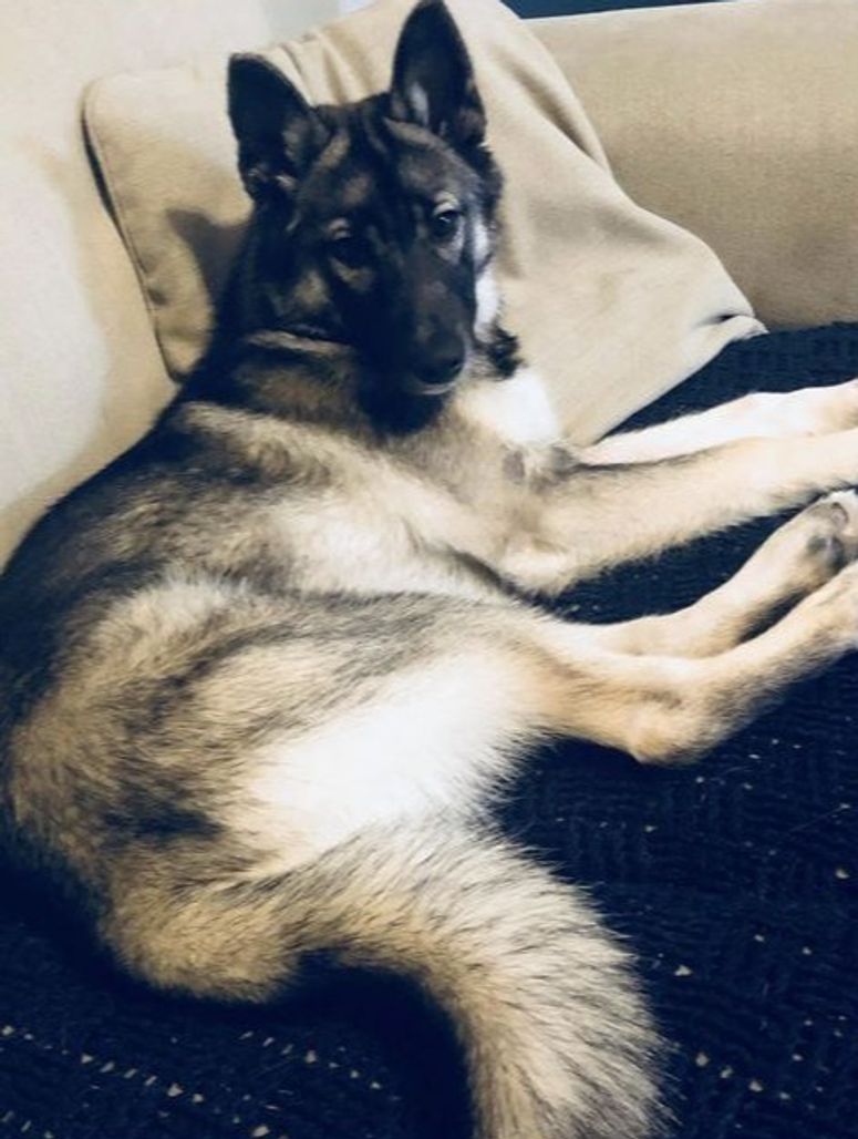 Pet FBI Report ID #726741 for a LOST DOG | Pet FBI Pets Found By Internet