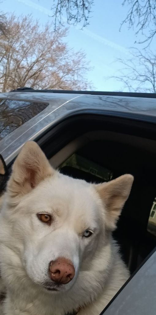 Pet FBI Report ID #727309 for a LOST DOG | Pet FBI Pets Found By Internet