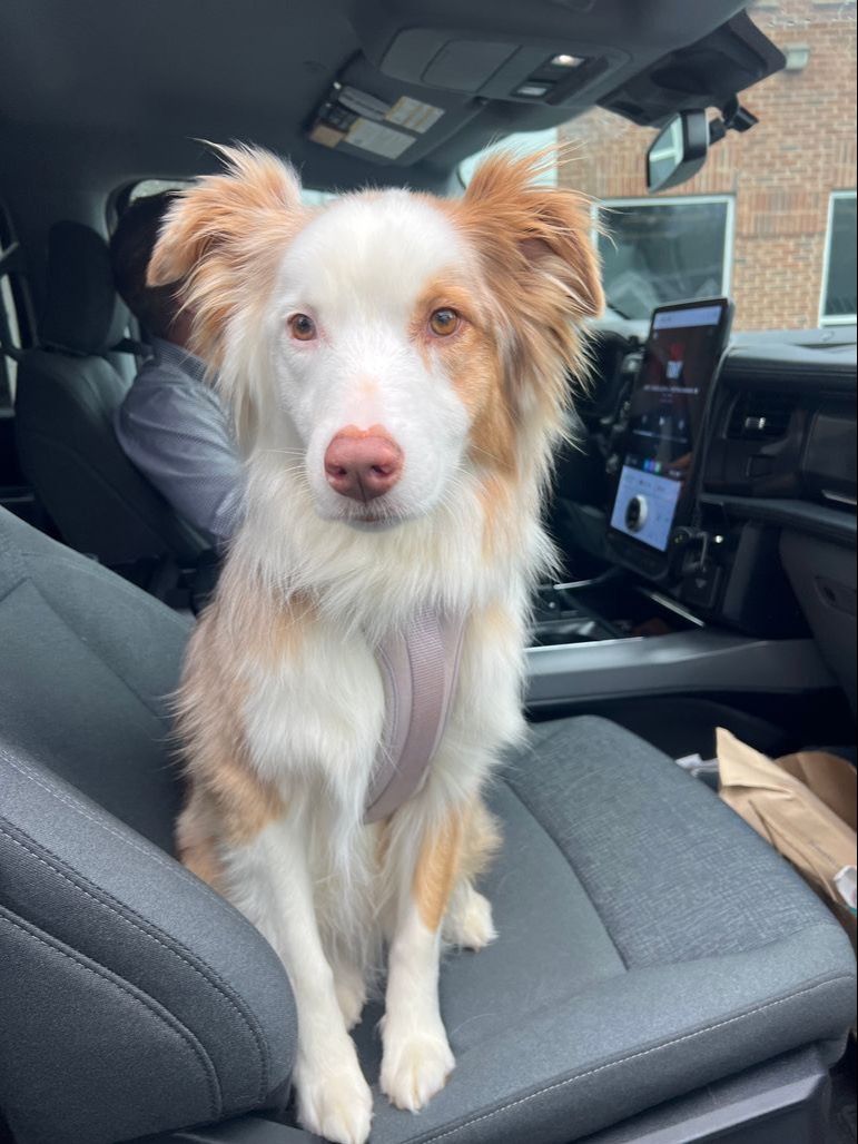 Pet FBI Report ID #727434 for a LOST DOG | Pet FBI Pets Found By Internet