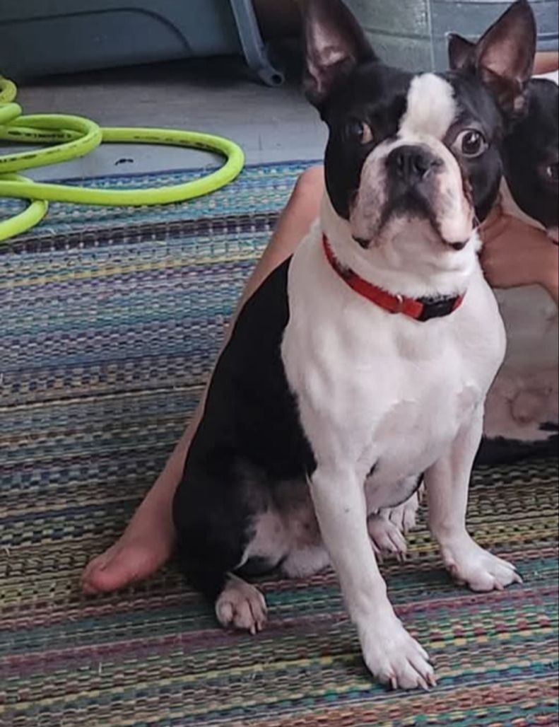 Pet FBI Report ID #727484 for a LOST DOG | Pet FBI Pets Found By Internet