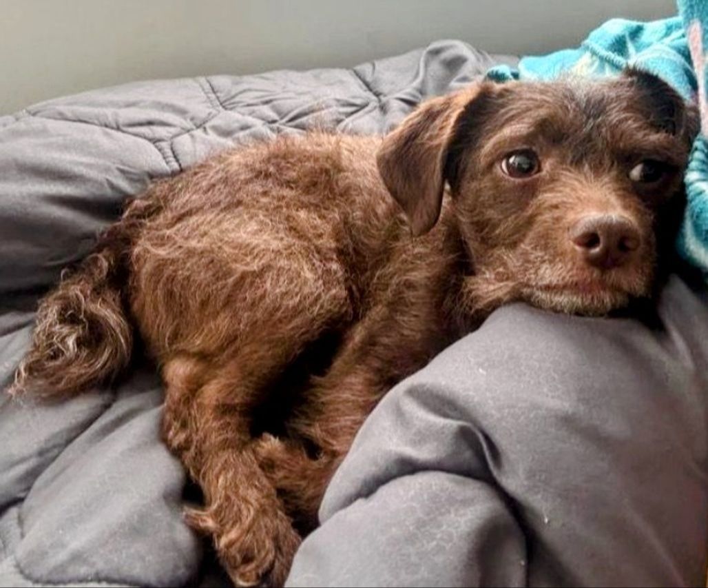 Pet FBI Report ID #728023 for a LOST DOG | Pet FBI Pets Found By Internet