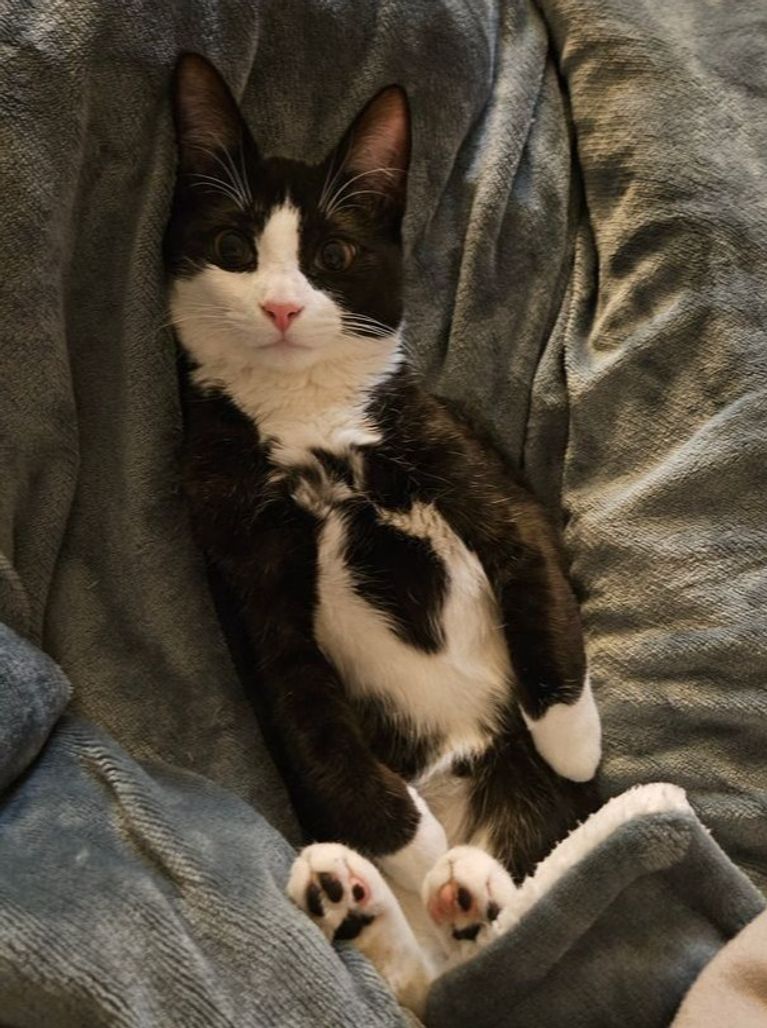 Pet FBI Report ID #728894 for a LOST CAT | Pet FBI Pets Found By Internet