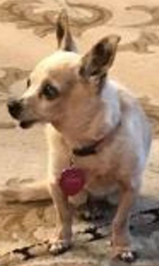 Pet FBI Report ID #729235 for a LOST DOG | Pet FBI Pets Found By Internet