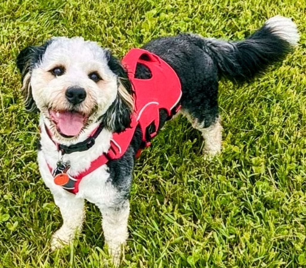 Pet FBI Report ID #729446 for a LOST DOG | Pet FBI Pets Found By Internet