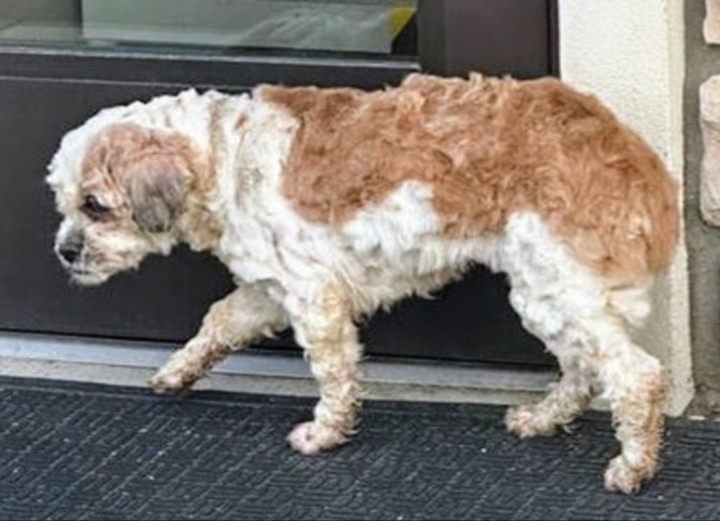 Pet FBI Report ID #729870 for a DOG SIGHTING | Pet FBI Pets Found By ...