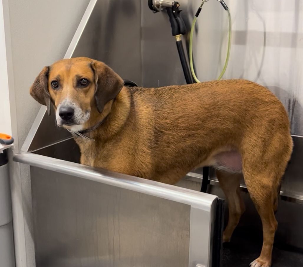 Pet FBI Report ID #730151 for a LOST DOG | Pet FBI Pets Found By Internet