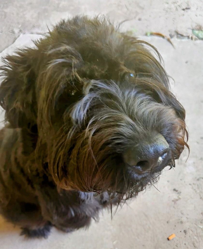 Pet FBI Report ID #730316 for a LOST DOG | Pet FBI Pets Found By Internet