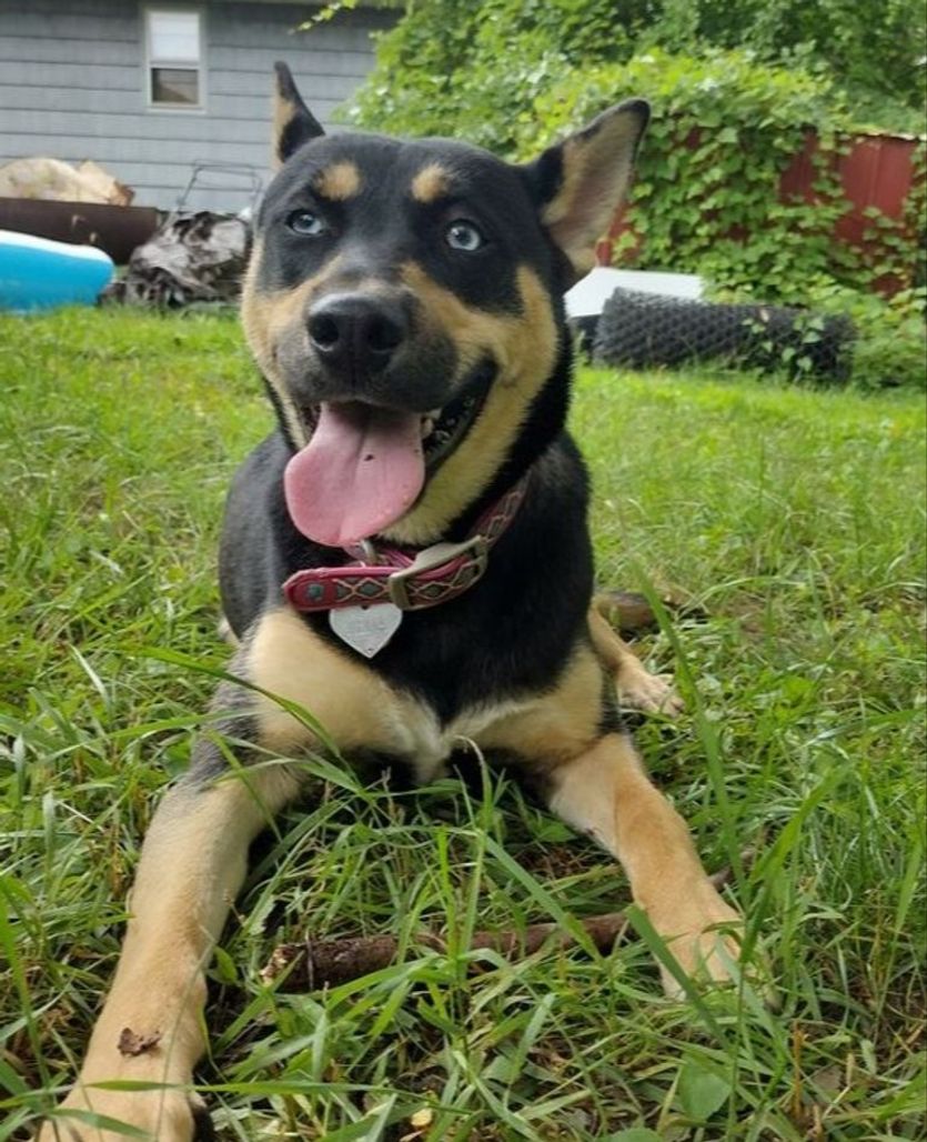 Pet FBI Report ID #730689 for a LOST DOG | Pet FBI Pets Found By Internet