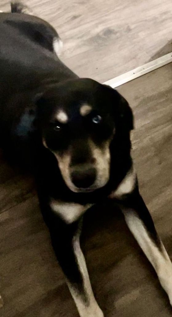 Pet FBI Report ID #730925 for a LOST DOG | Pet FBI Pets Found By Internet