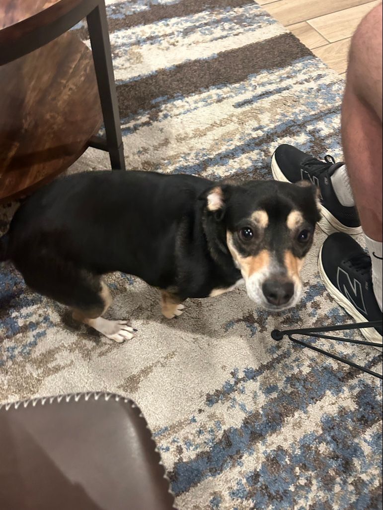 Pet FBI Report ID #730956 for a FOUND DOG | Pet FBI Pets Found By Internet