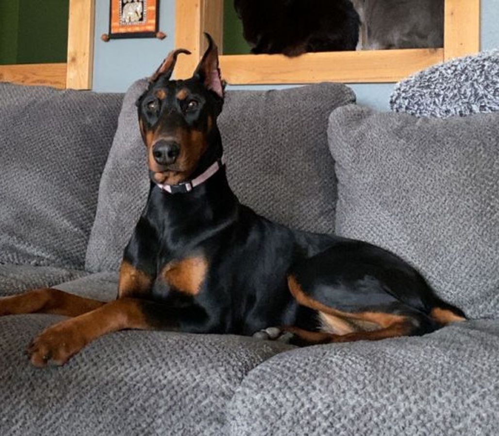 Pet FBI Report ID #731577 for a LOST DOG | Pet FBI Pets Found By Internet