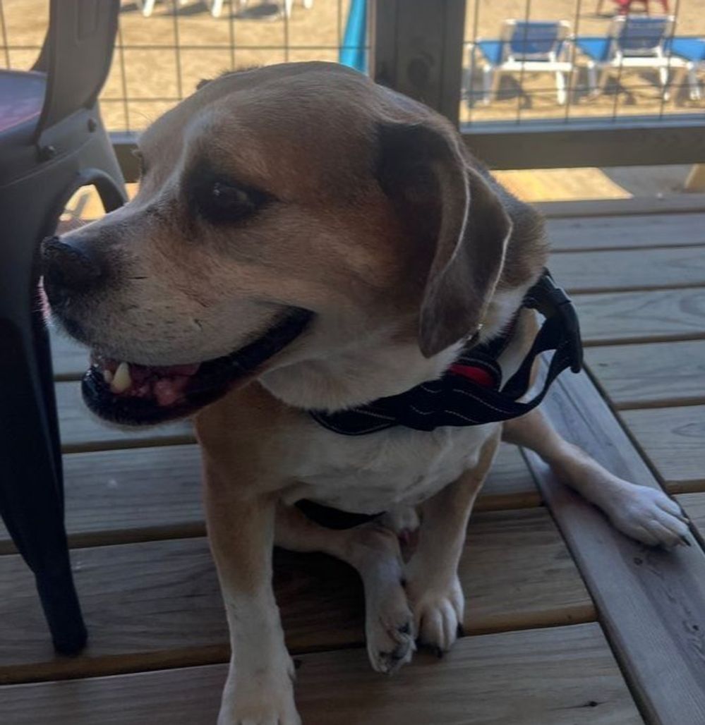 Pet FBI Report ID #731751 for a LOST DOG | Pet FBI Pets Found By Internet