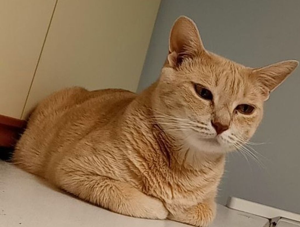 Pet FBI Report ID #732797 for a LOST CAT | Pet FBI Pets Found By Internet