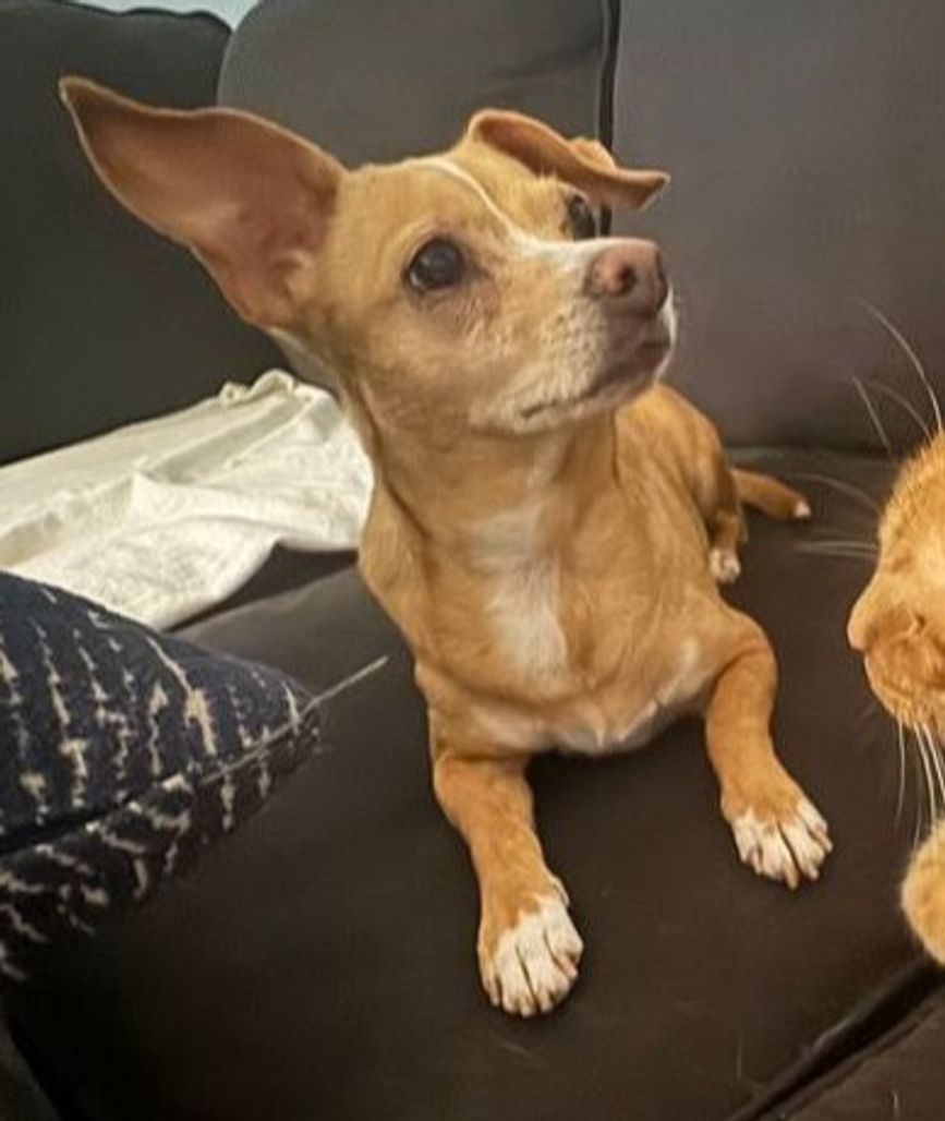 Pet FBI Report ID #733021 for a LOST DOG | Pet FBI Pets Found By Internet