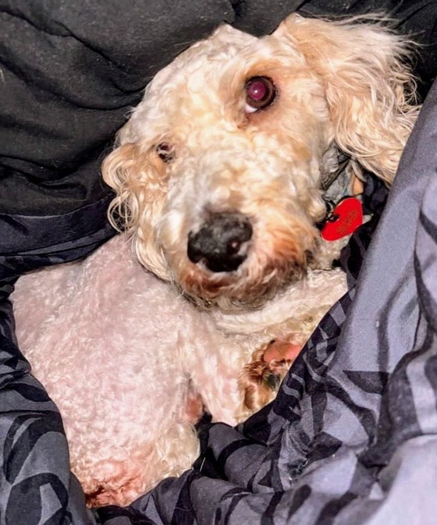 Pet FBI Report ID #733542 for a LOST DOG | Pet FBI Pets Found By Internet