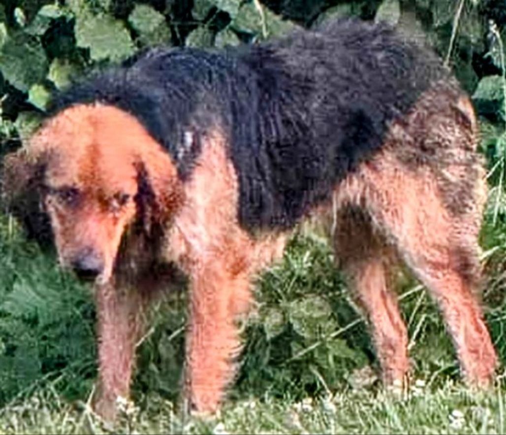 Pet FBI Report ID #733878 for a FOUND DOG | Pet FBI Pets Found By Internet