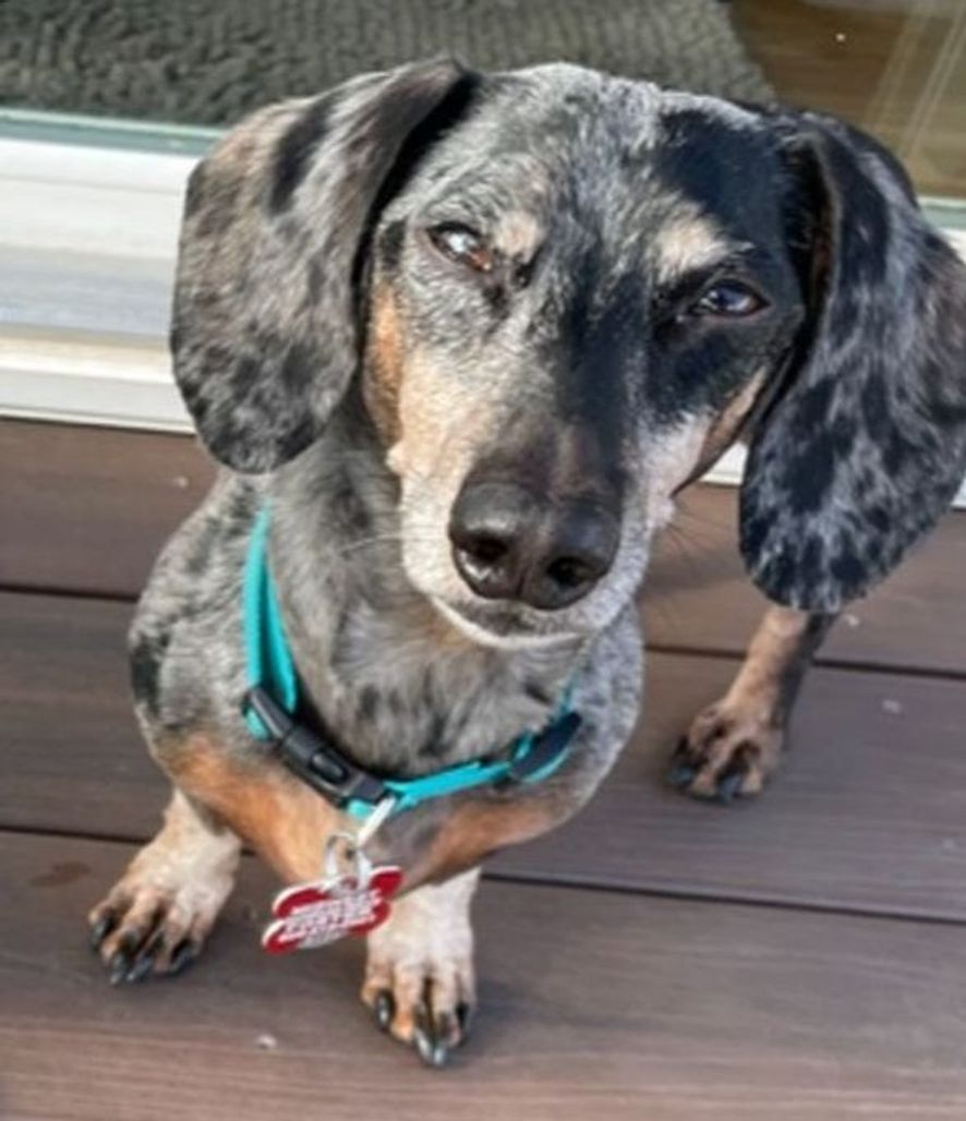 Pet FBI Report ID #734982 for a LOST DOG | Pet FBI Pets Found By Internet