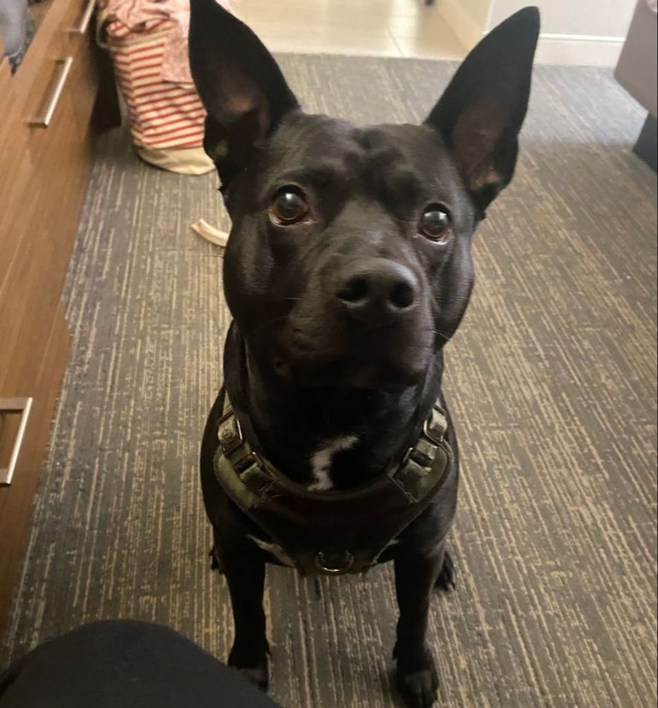 Pet FBI Report ID #736517 for a LOST DOG | Pet FBI Pets Found By Internet