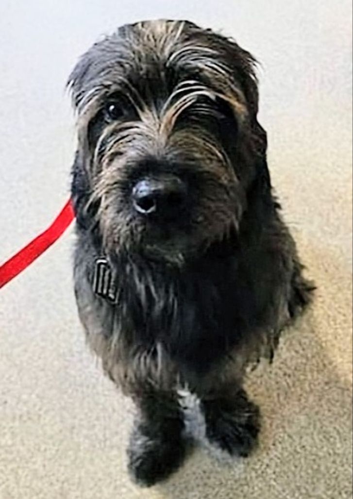 Pet FBI Report ID #736858 for a FOUND DOG | Pet FBI Pets Found By Internet