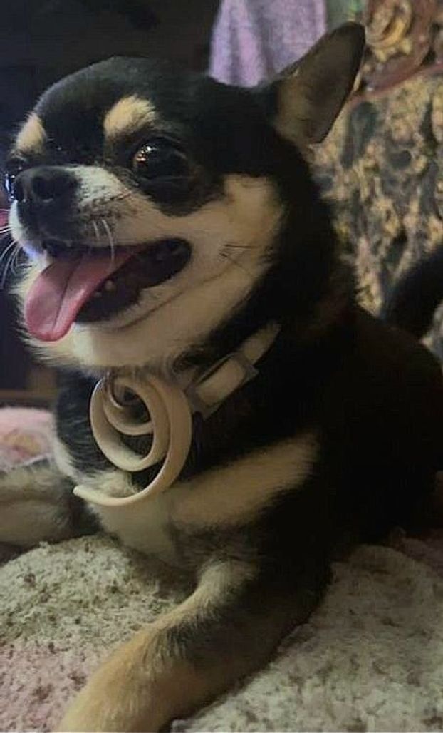 Pet FBI Report ID #736914 for a LOST DOG | Pet FBI Pets Found By Internet