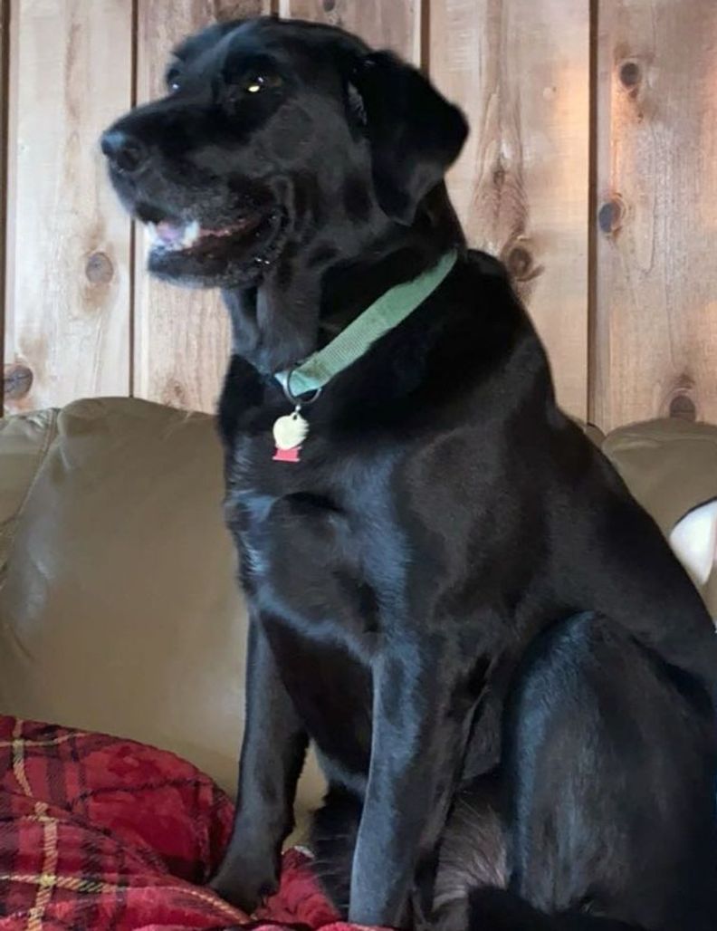 Pet FBI Report ID #739600 for a LOST DOG | Pet FBI Pets Found By Internet