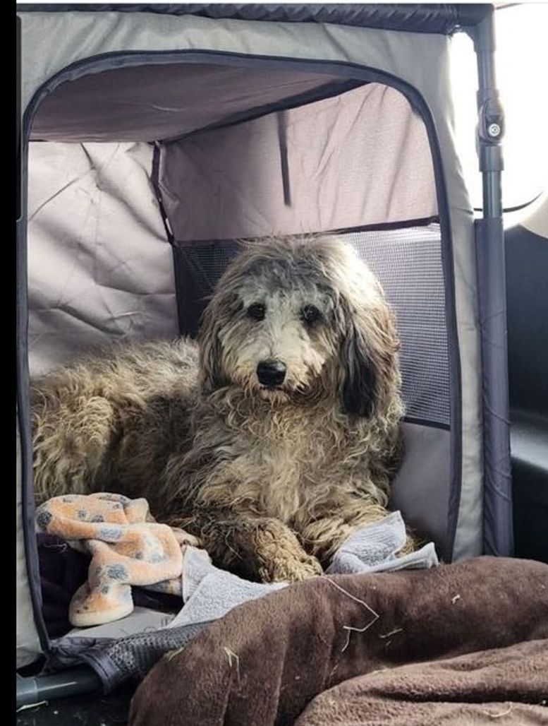 Pet FBI Report ID #740181 for a LOST DOG | Pet FBI Pets Found By Internet