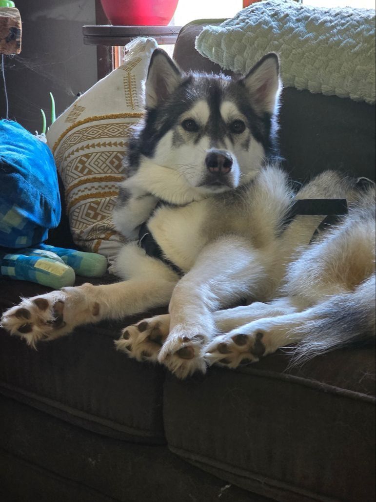 Pet FBI Report ID #741089 for a LOST DOG | Pet FBI Pets Found By Internet