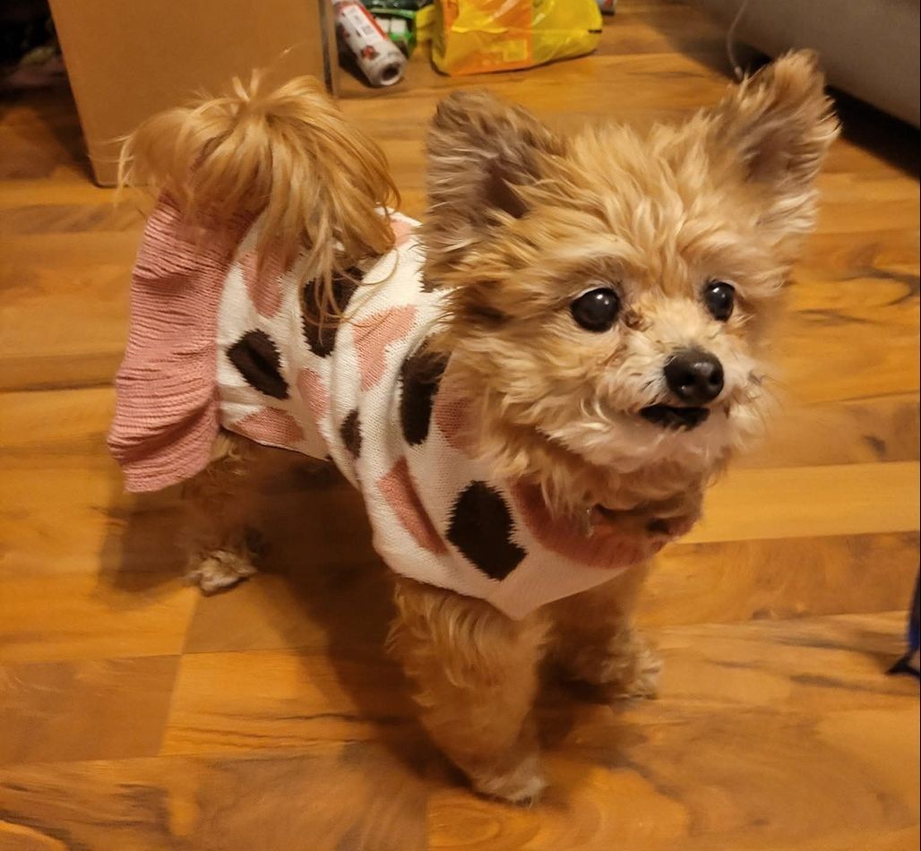 Pet FBI Report ID #741244 for a LOST DOG | Pet FBI Pets Found By Internet