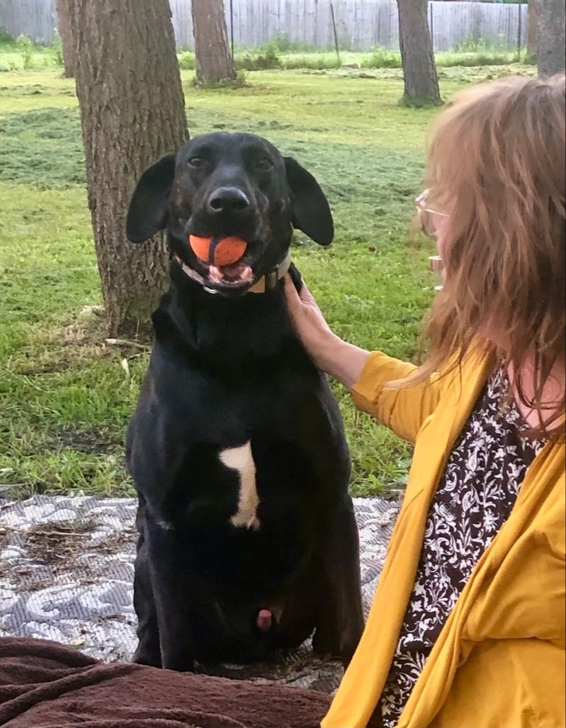 Pet FBI Report ID #741305 for a LOST DOG | Pet FBI Pets Found By Internet