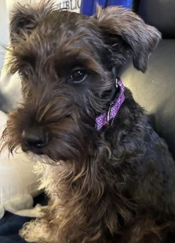 Pet FBI Report ID #741712 for a LOST DOG | Pet FBI Pets Found By Internet