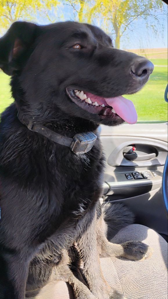 Pet FBI Report ID #741747 for a LOST DOG | Pet FBI Pets Found By Internet