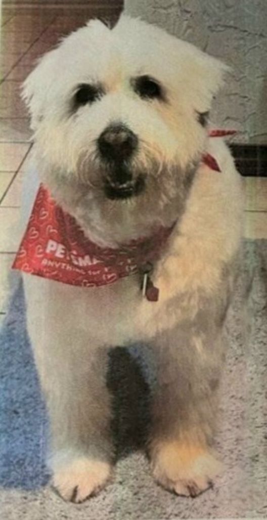 Pet FBI Report ID #742537 for a LOST DOG | Pet FBI Pets Found By Internet
