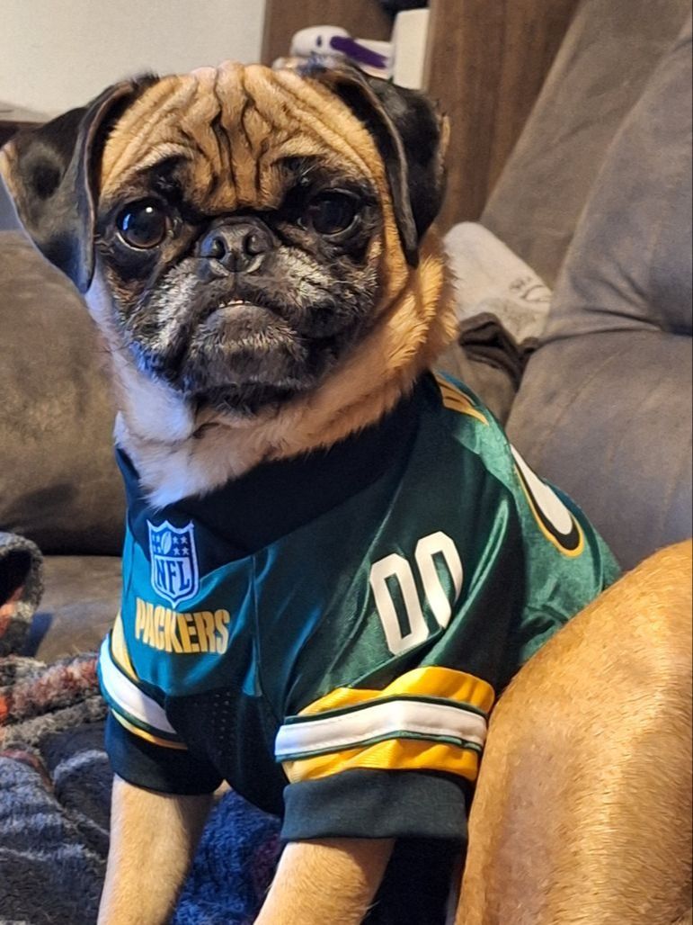 Pet FBI Report ID #743497 for a LOST DOG | Pet FBI Pets Found By Internet