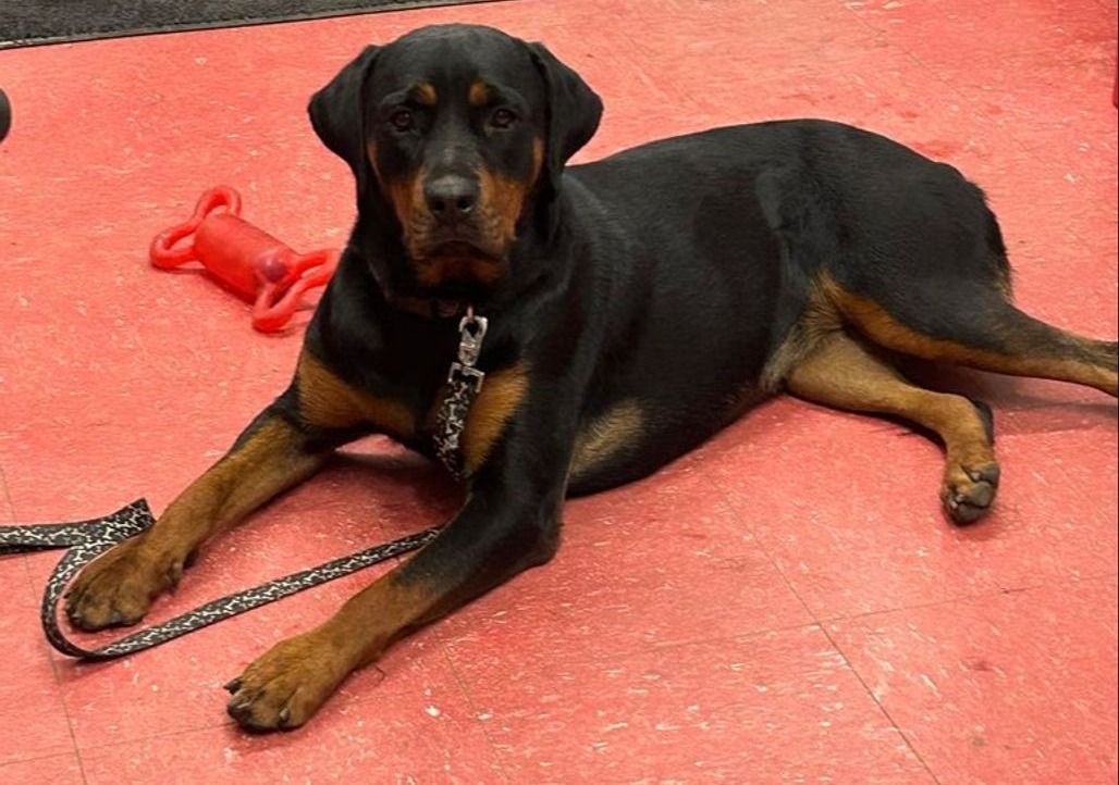 Pet FBI Report ID #744926 for a LOST DOG | Pet FBI Pets Found By Internet